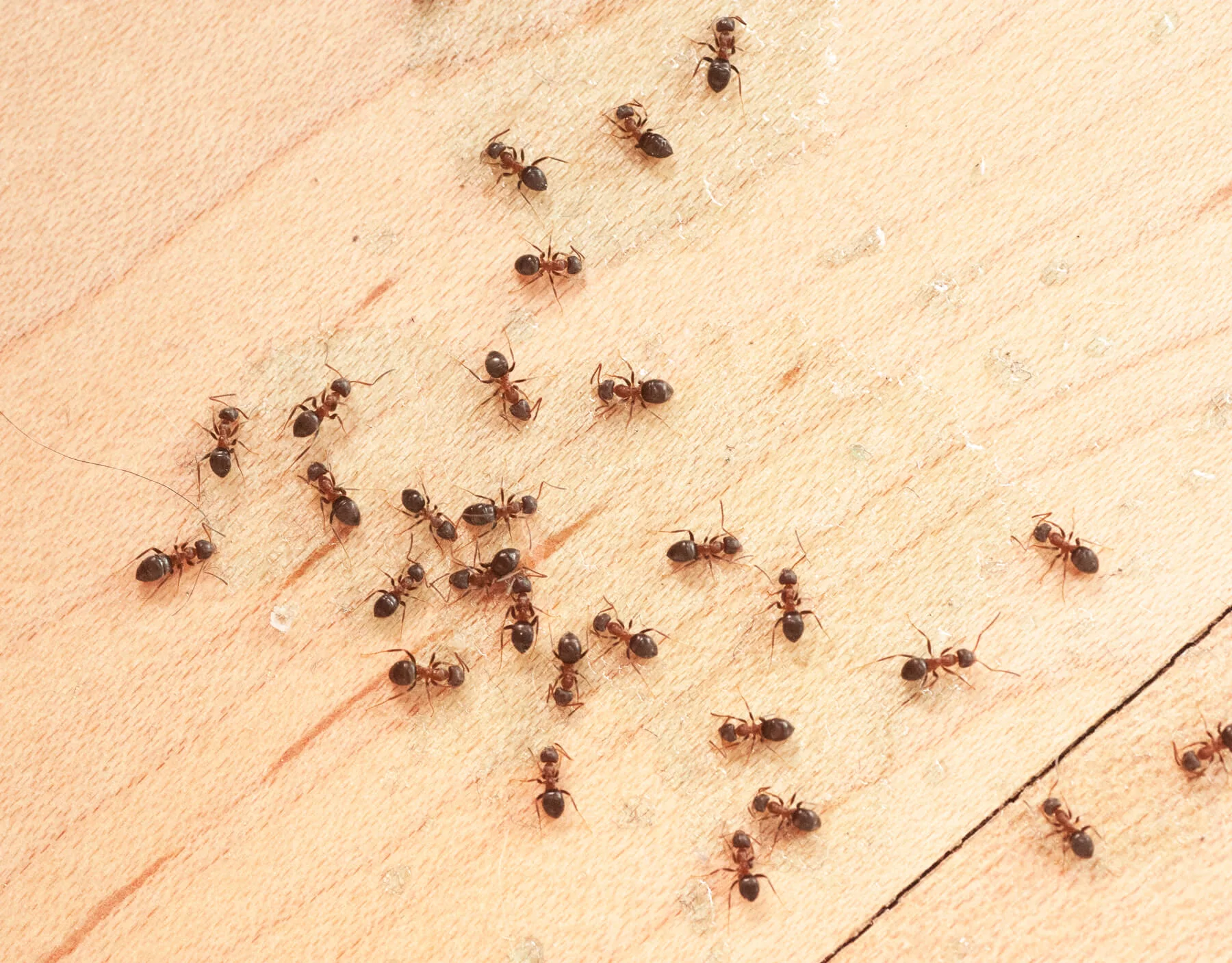 Ants in Southern California: Should You Worry About A Potential ...