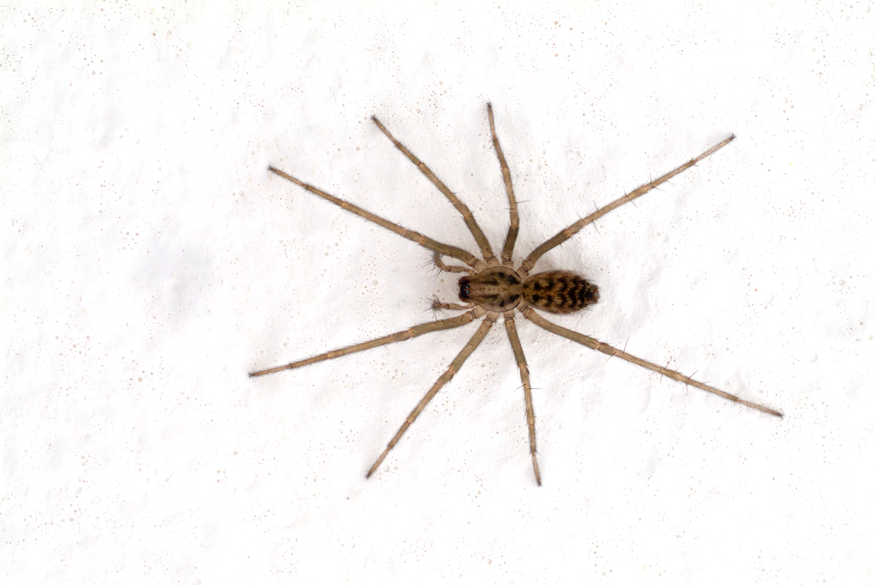 Common Poisonous House Spiders
